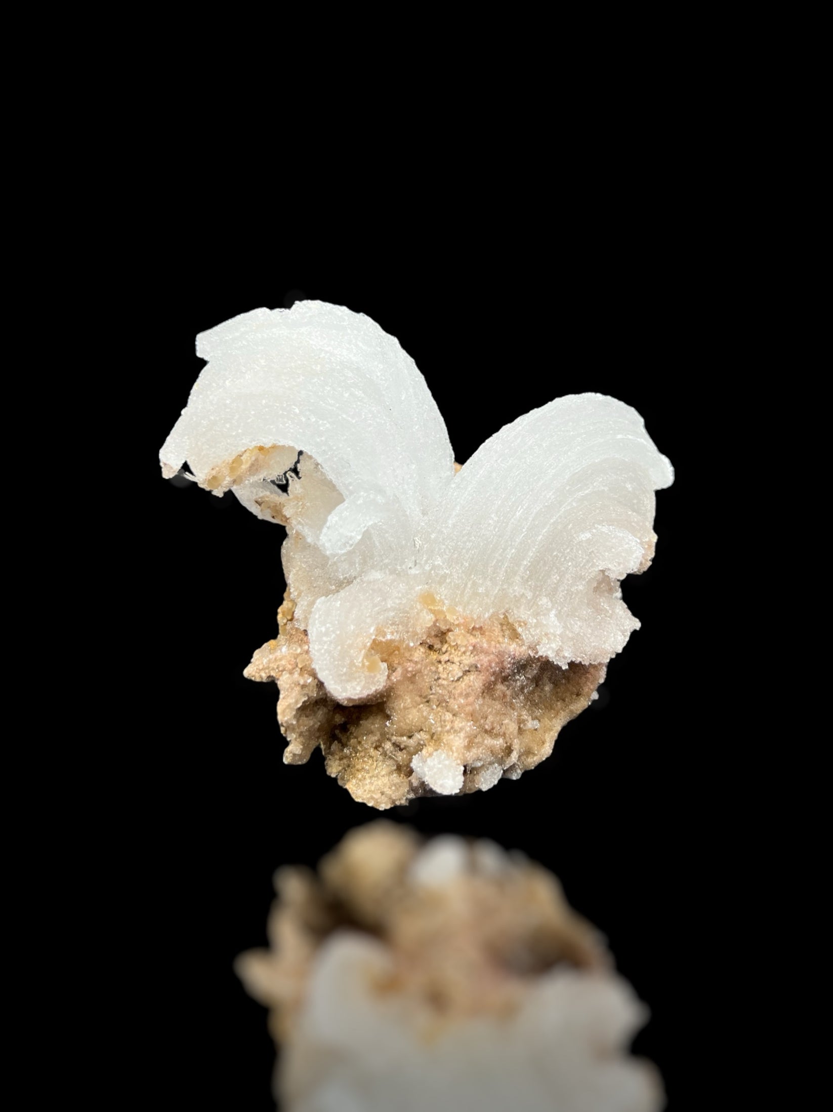 Rams Horn Selenite – Sterling Mineral Imports
